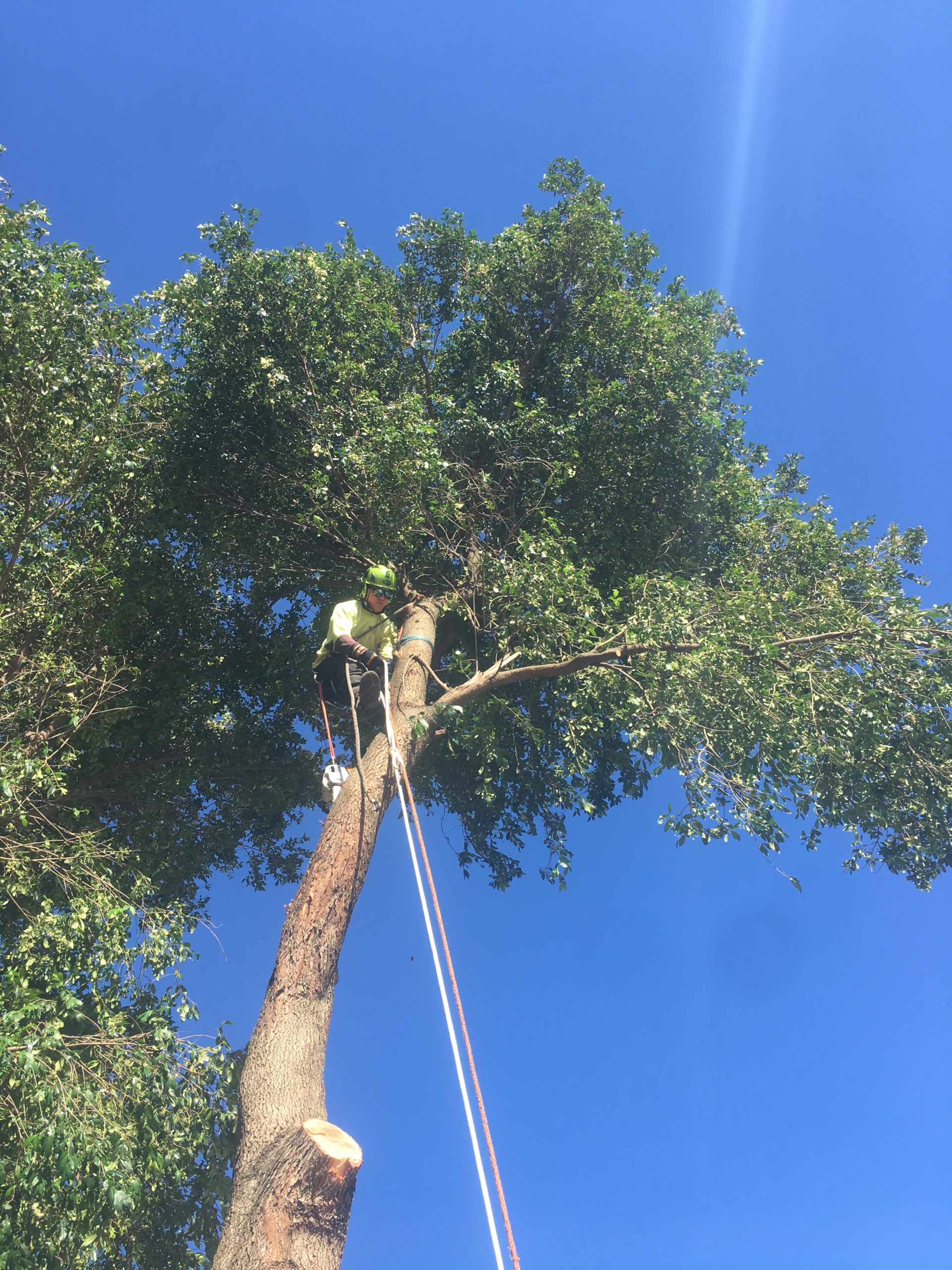 About - Expert Tree Care